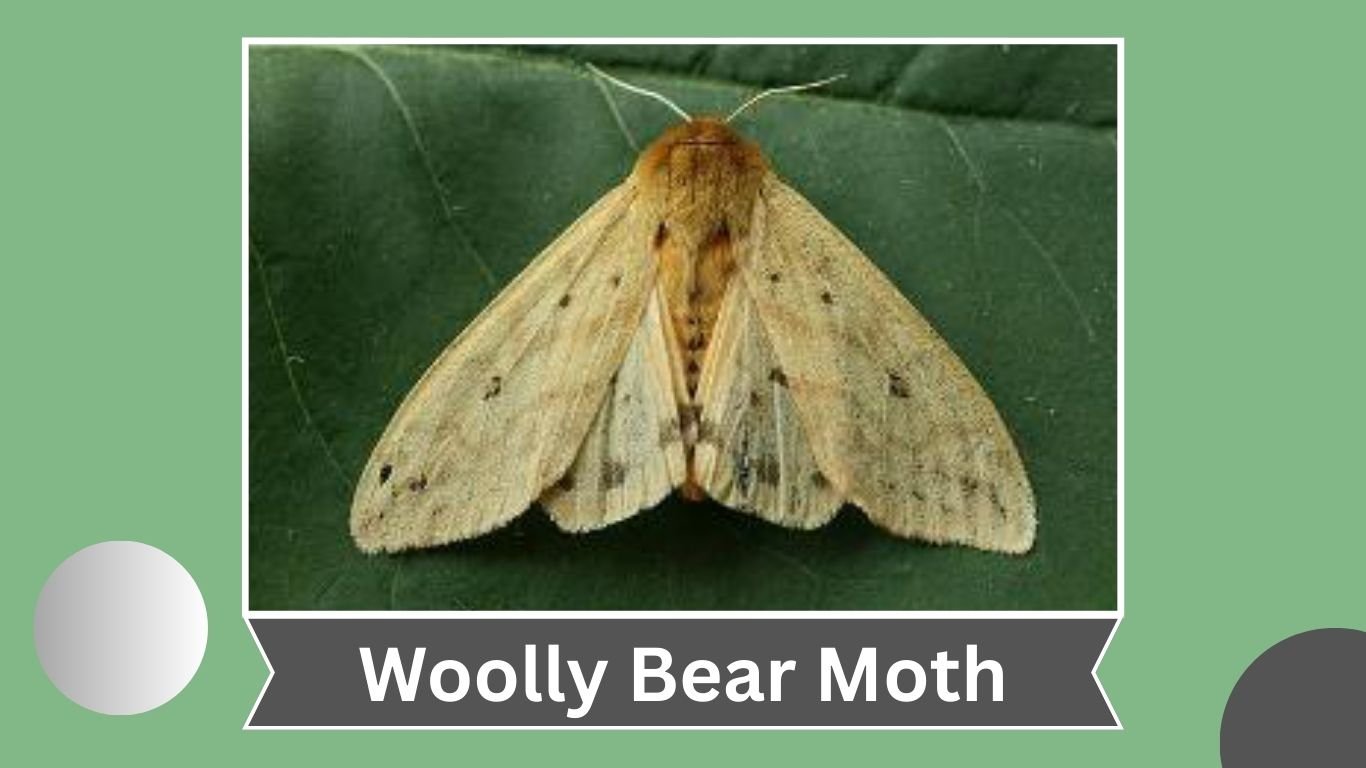 15 Types of Tiger Moth: Identification with Pictures
