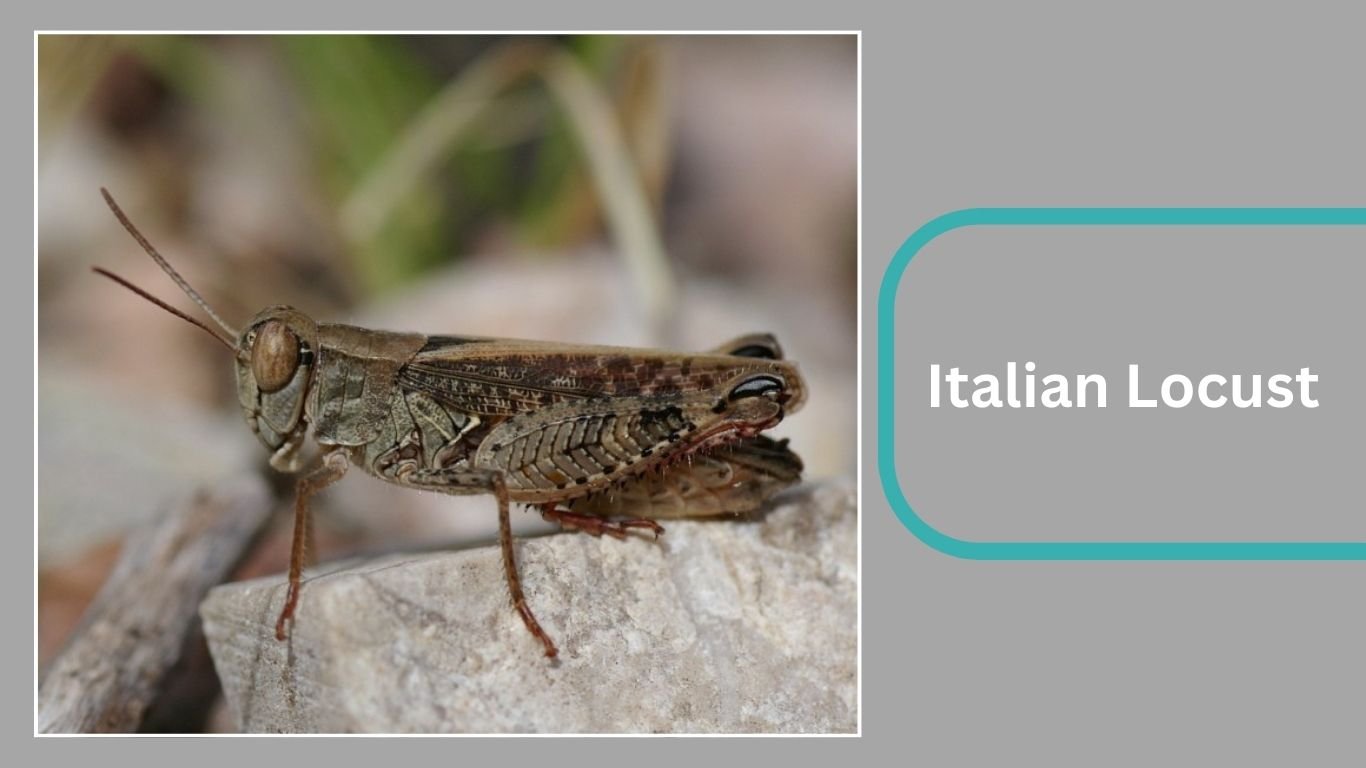 12 Types of Locust: Identification, Habitat, Behavior and Lifecycle
