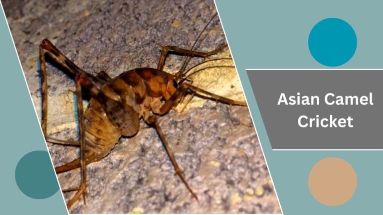 10 Types of Camel Cricket: Identification With Picture