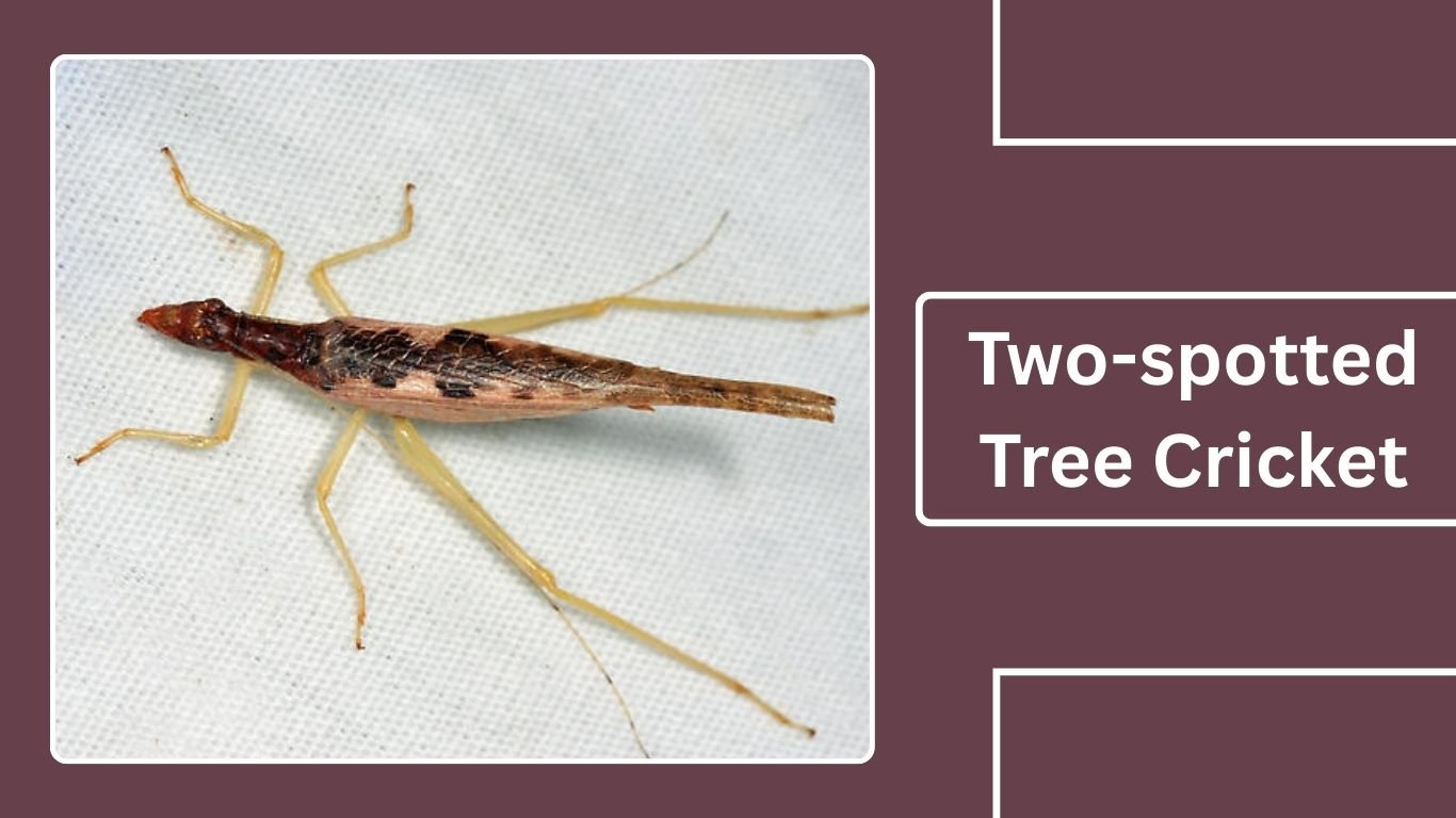 10 Types of Tree Cricket: Identification With Picture