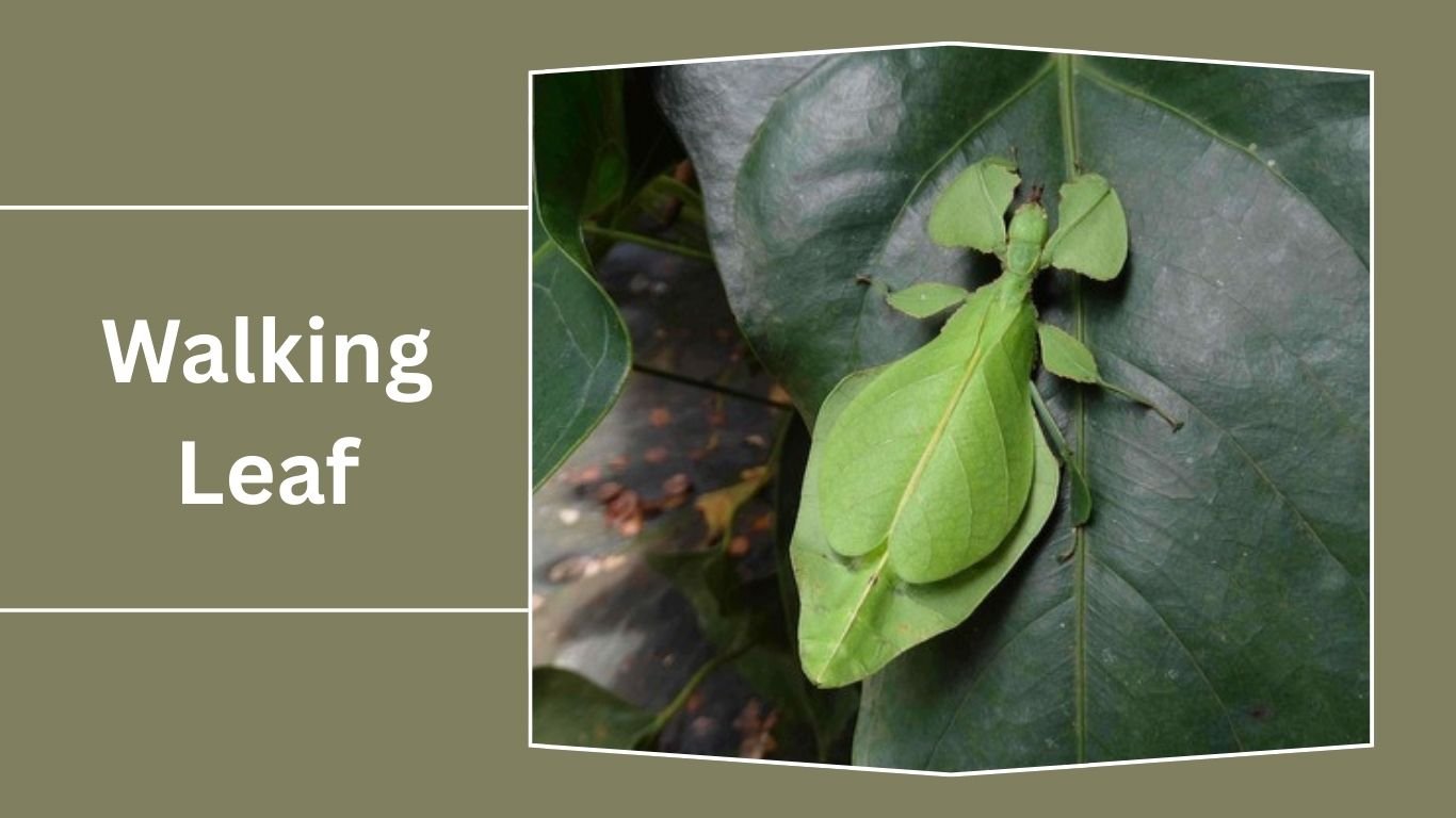 15 Types of Leaf Insect: Identification With Picture