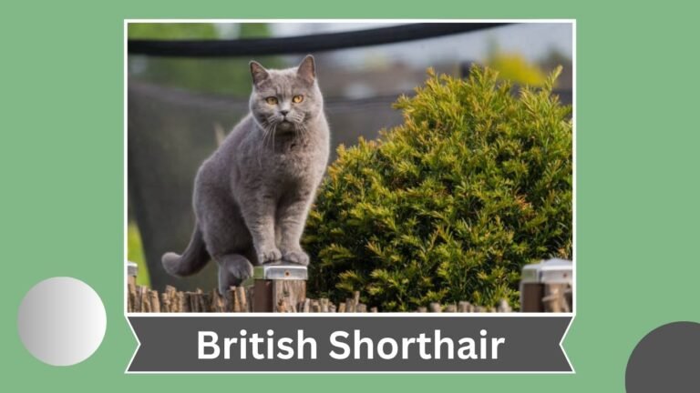 27 Most Common Cat Breeds: Identification with Pictures