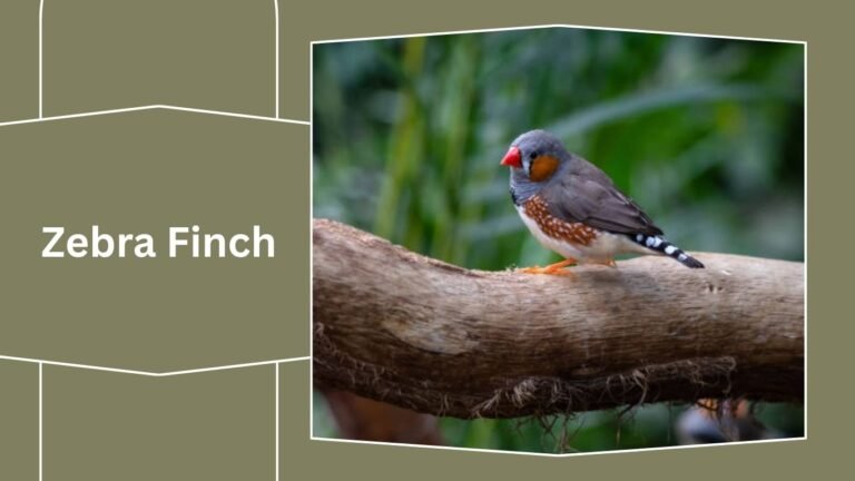 12 Small Pet Birds for Beginners: ID with Pictures