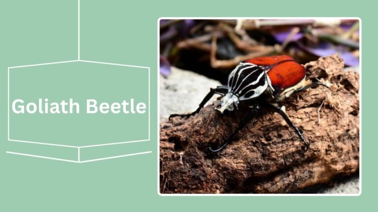 12 Types of Scarab Beetle: Identification with Pictures