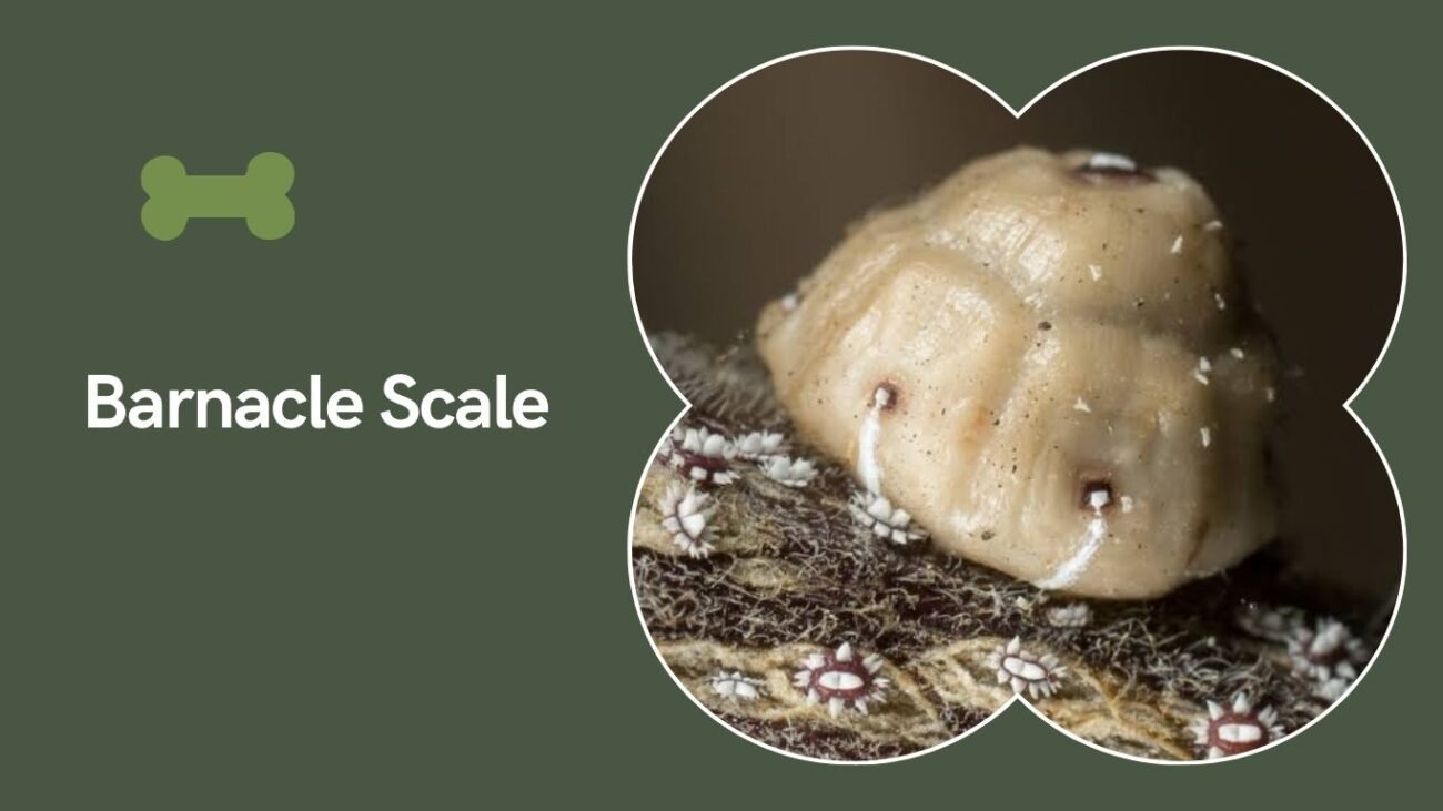 17 Types Scale Insect: Identification, Habitat, Behaviors and Diet
