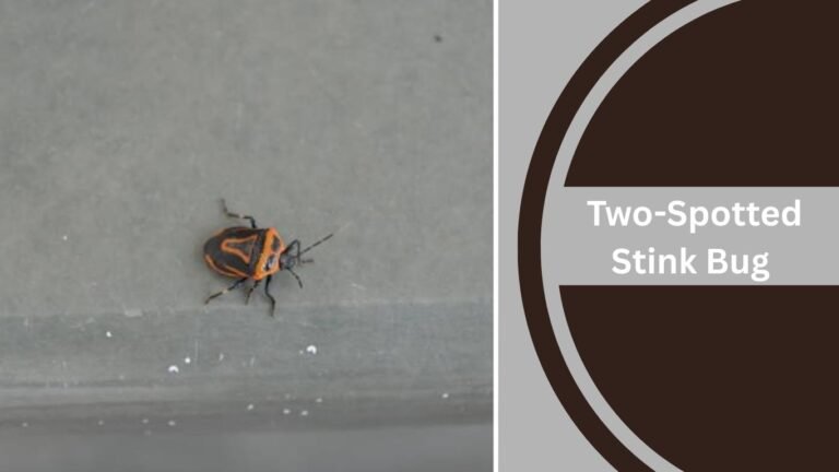 21 Types of Stink Bug: Identification with Pictures