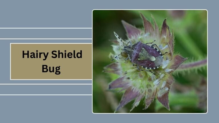 15 Types of Shield Bug: Identification with Pictures