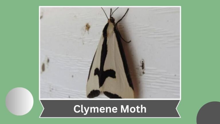 15 Types of Tiger Moth: Identification with Pictures