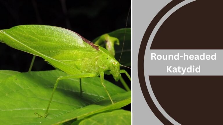 15 Types of Katydid: Identification, Habitat, Behavior and Lifecycle