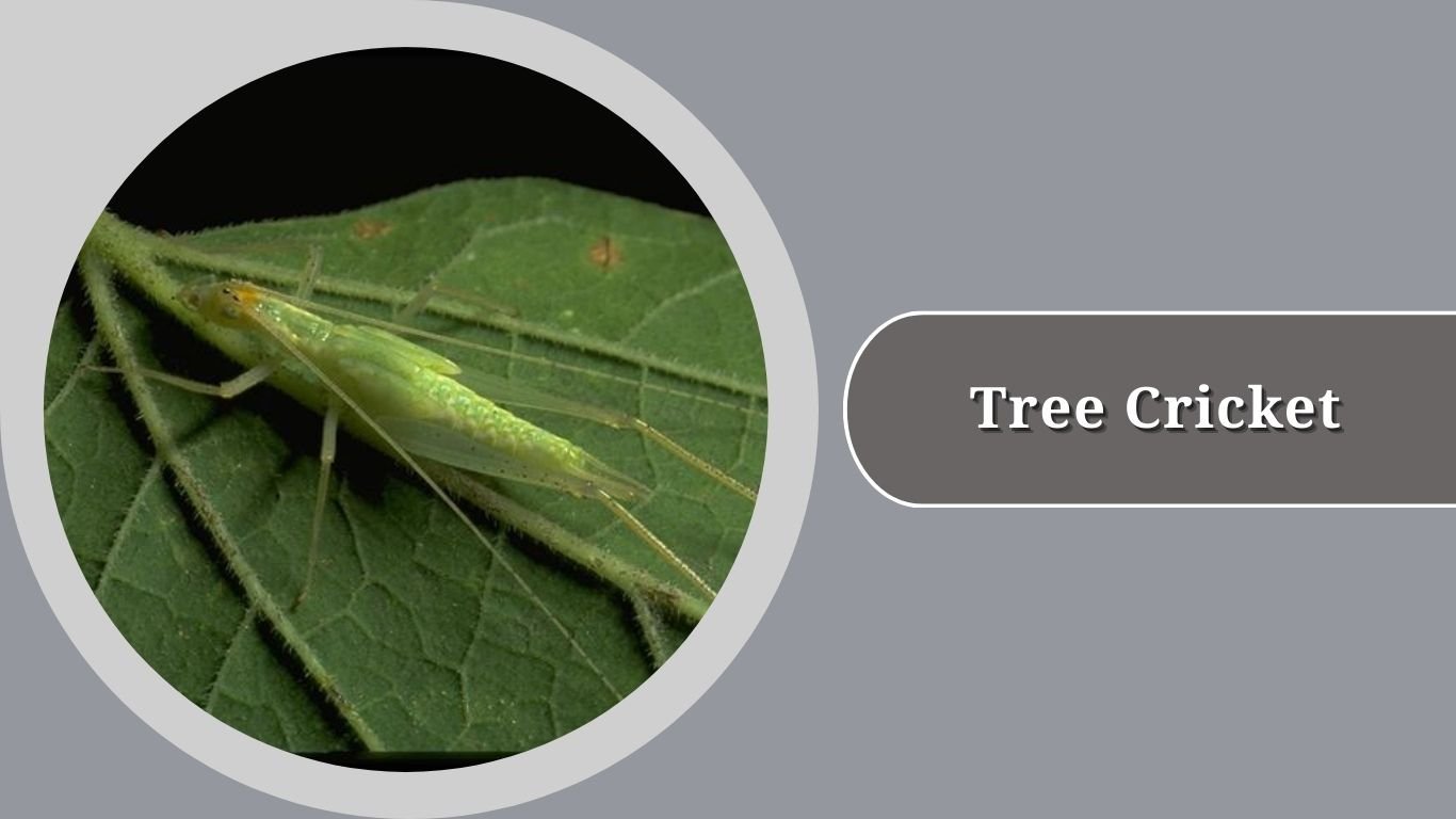 30 Types of Cricket: Identification, Habitat, Behavior and Lifecycle