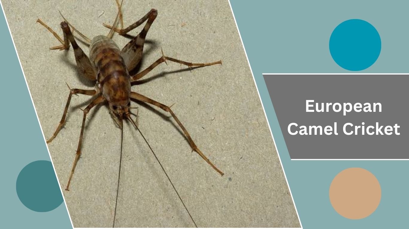 10 Types of Camel Cricket: Identification With Picture