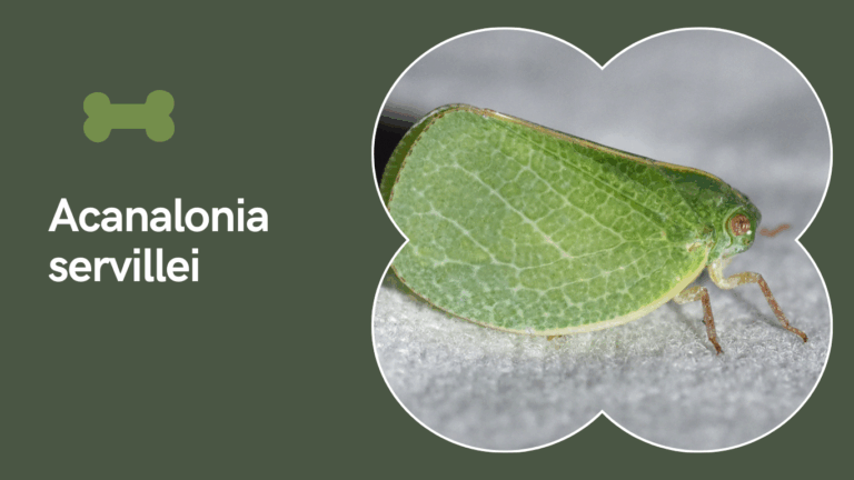 13 Types of Planthopper: Identification, Habitat, Behaviors and Diet