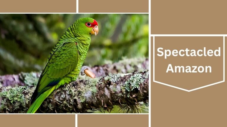 13 Talking Parrots talk like Humans: Identification with Pictures