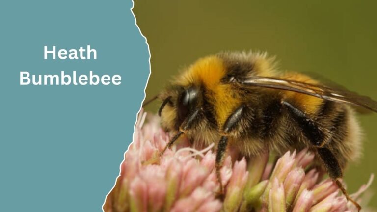 18 Types of Bumblebees: Identification, Habitat, Behaviors, and Lifecycle