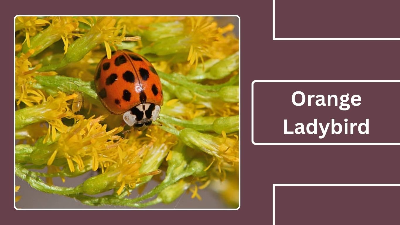 20 Types of Ladybird Beetle: Identification with Pictures
