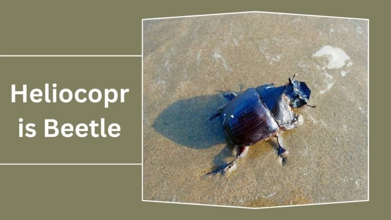 13 Types Dung Beetle: Identification, Habitat, Behavior, Diet and Lifecycle