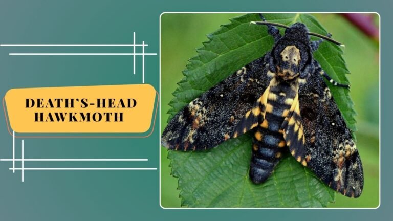 30 Types of Moth: Identification with Pictures