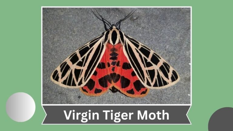 15 Types of Tiger Moth: Identification with Pictures