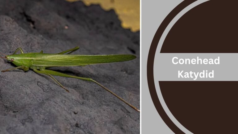 15 Types of Katydid: Identification, Habitat, Behavior and Lifecycle