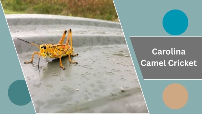 10 Types of Camel Cricket: Identification With Picture