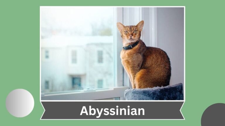27 Most Common Cat Breeds: Identification with Pictures