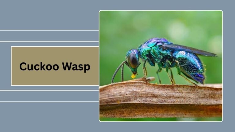 25 Types of Wasps: Identification, Habitat, Nesting & Diet