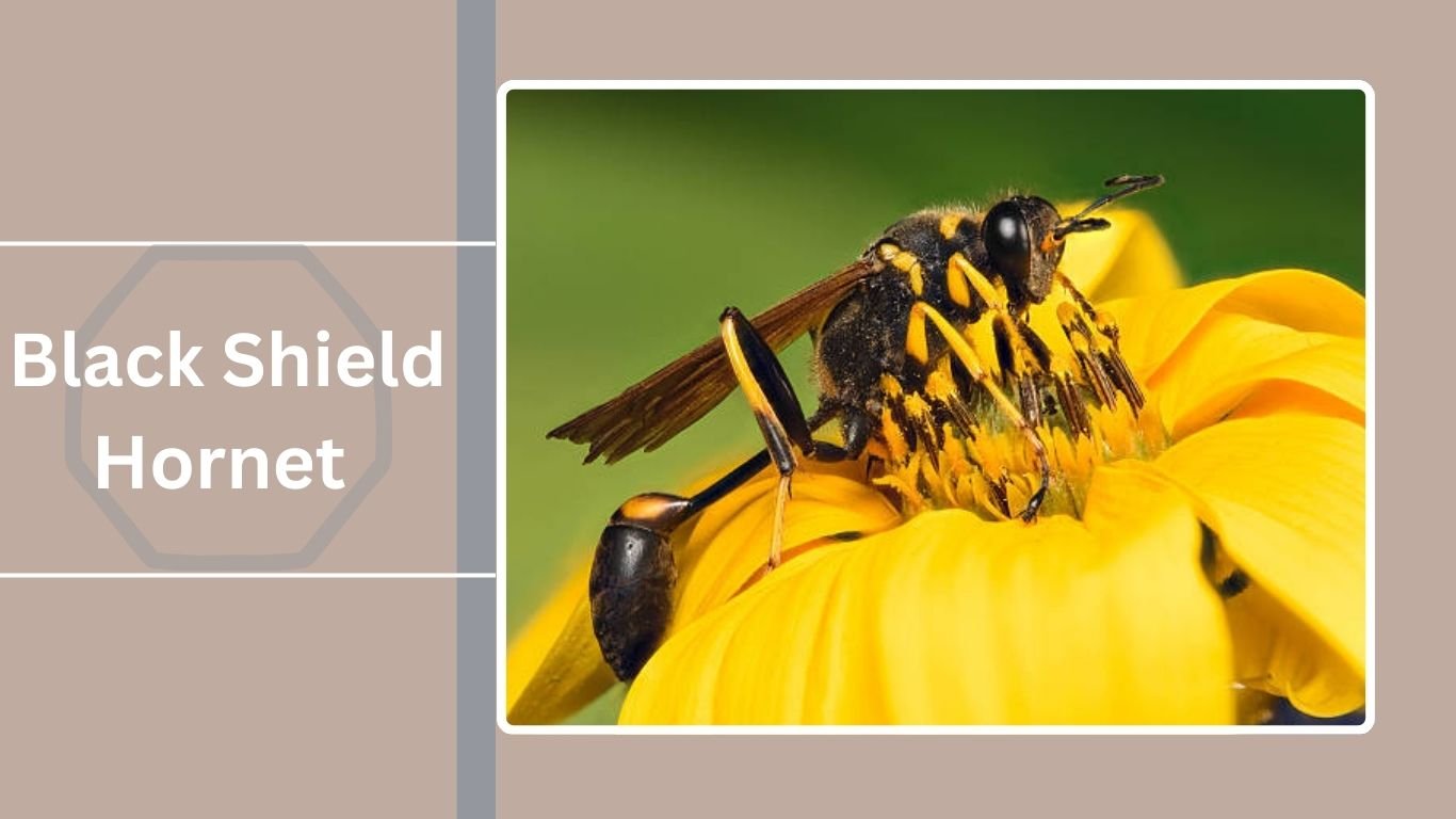 16 Types of Hornets: Identification, Habitat, Behaviors, and Lifecycle