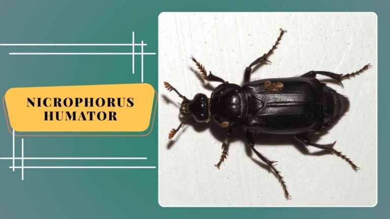 10 Types of Carrion Beetle: Identification, Habitat, Behavior, and Diet