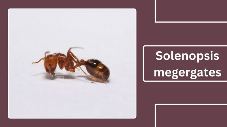 12 Types of Fire Ant: Identification, Habitat, Behaviors and Diet
