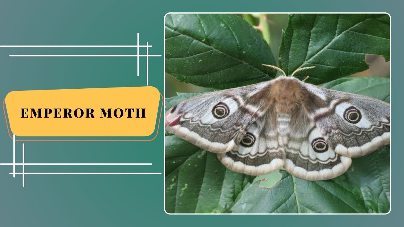 30 Types of Moth: Identification with Pictures