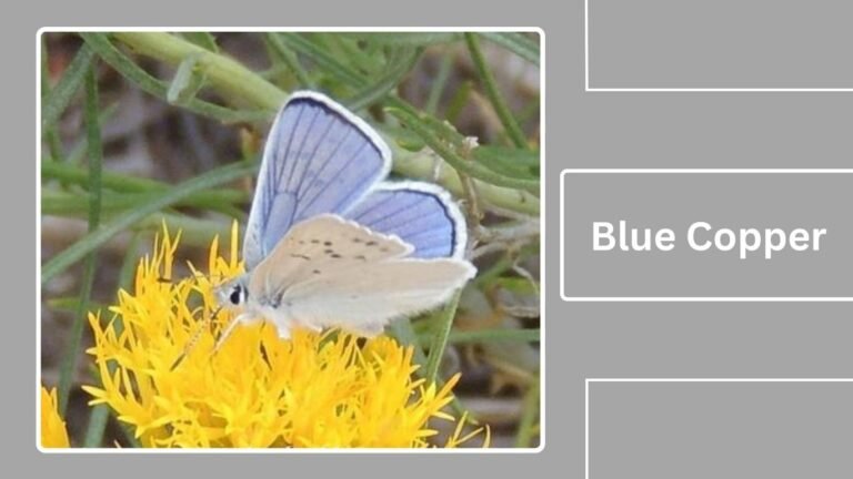 13 Types of Copper Butterfly: Identification with Pictures