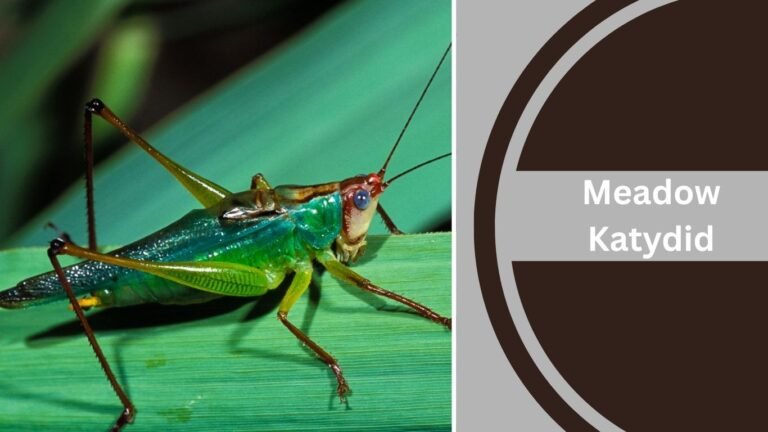 15 Types of Katydid: Identification, Habitat, Behavior and Lifecycle