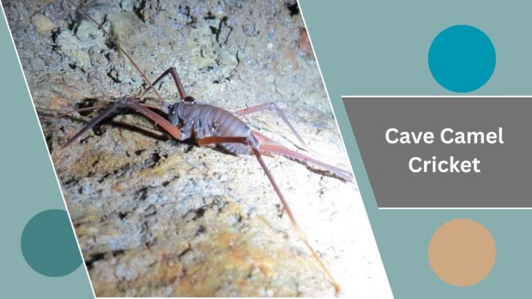 10 Types of Camel Cricket: Identification With Picture