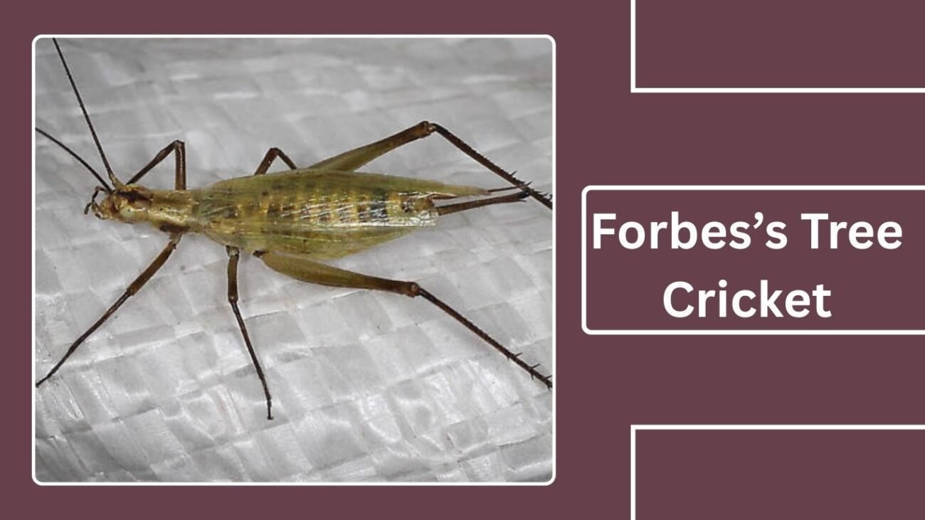 10 Types of Tree Cricket: Identification With Picture