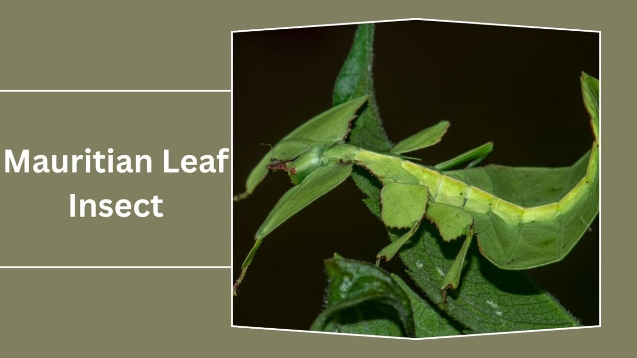 15 Types of Leaf Insect: Identification With Picture