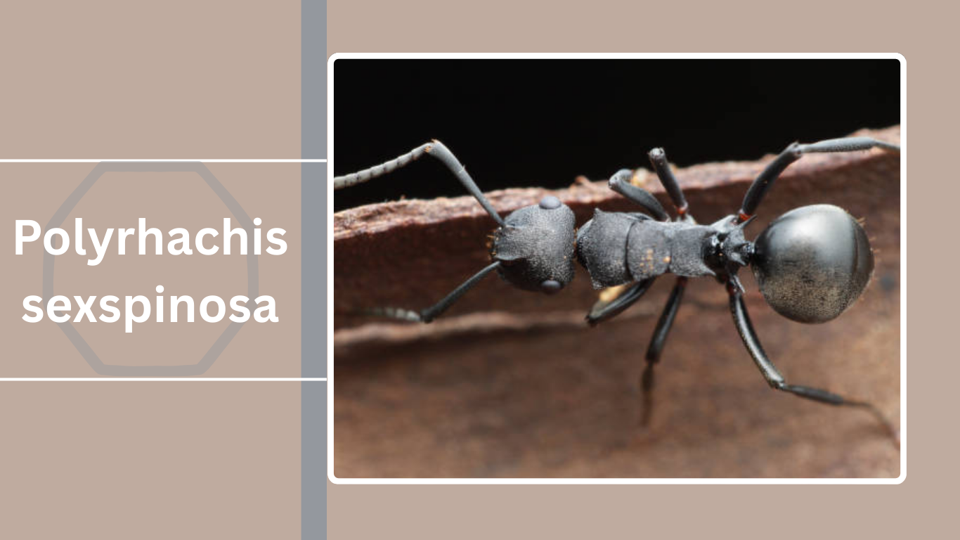 15 Types of Weaver Ant: Identification with Picture