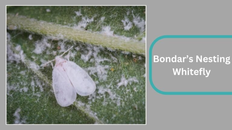 15 Types of Whitefly: Identification, Habitat, Behaviors and Diet