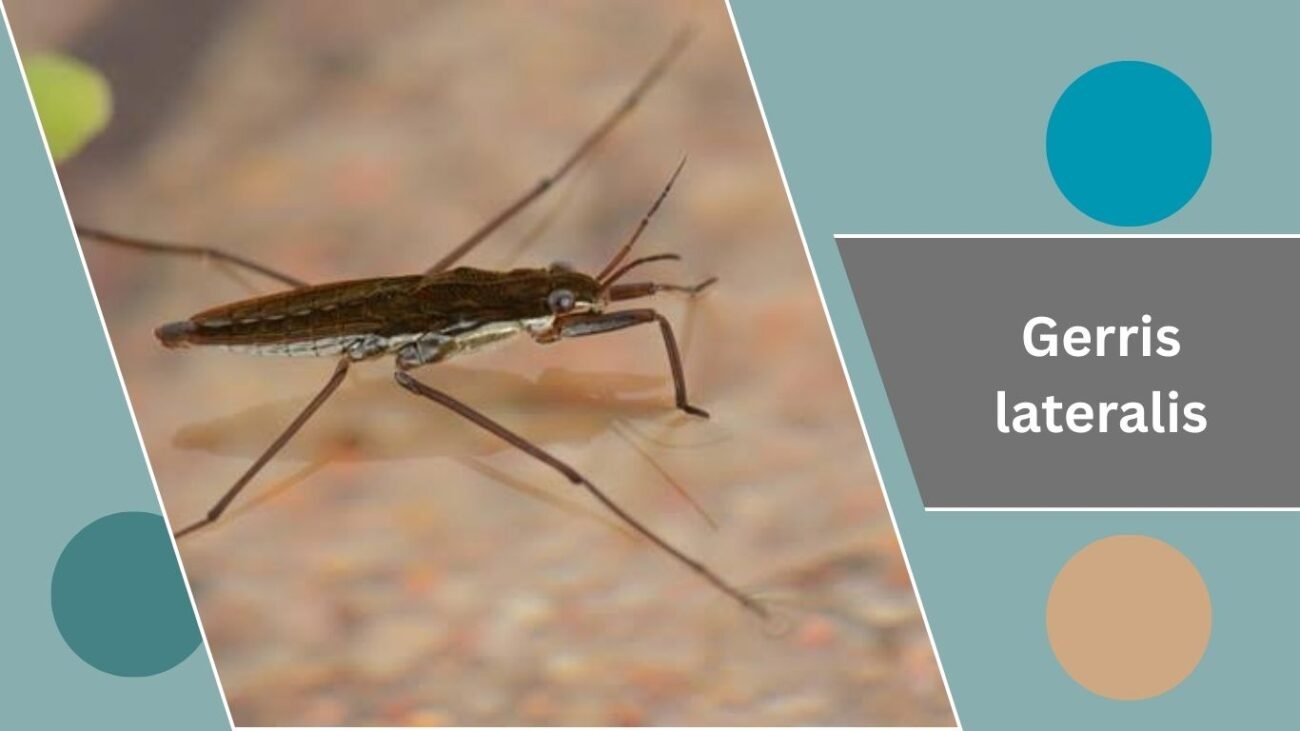 13 Types of Water strider: Identification, Habitat, Behaviors and Diet