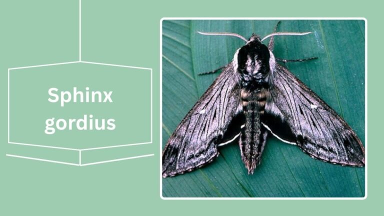 25 Types of Hawk Moth: Identification with Pictures