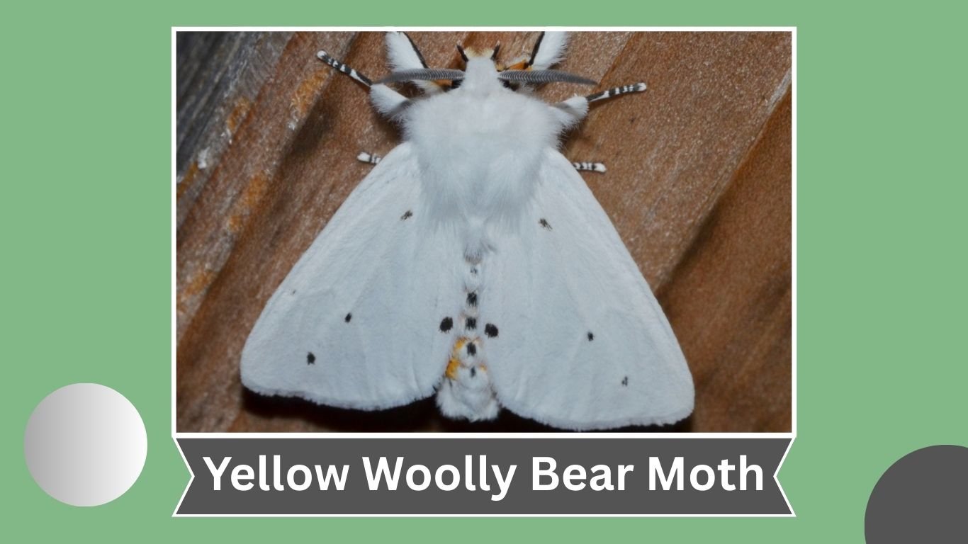 15 Types of Tiger Moth: Identification with Pictures