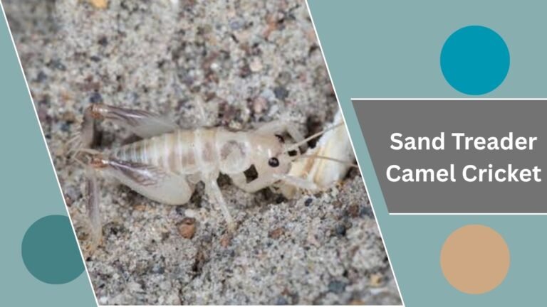 10 Types of Camel Cricket: Identification With Picture