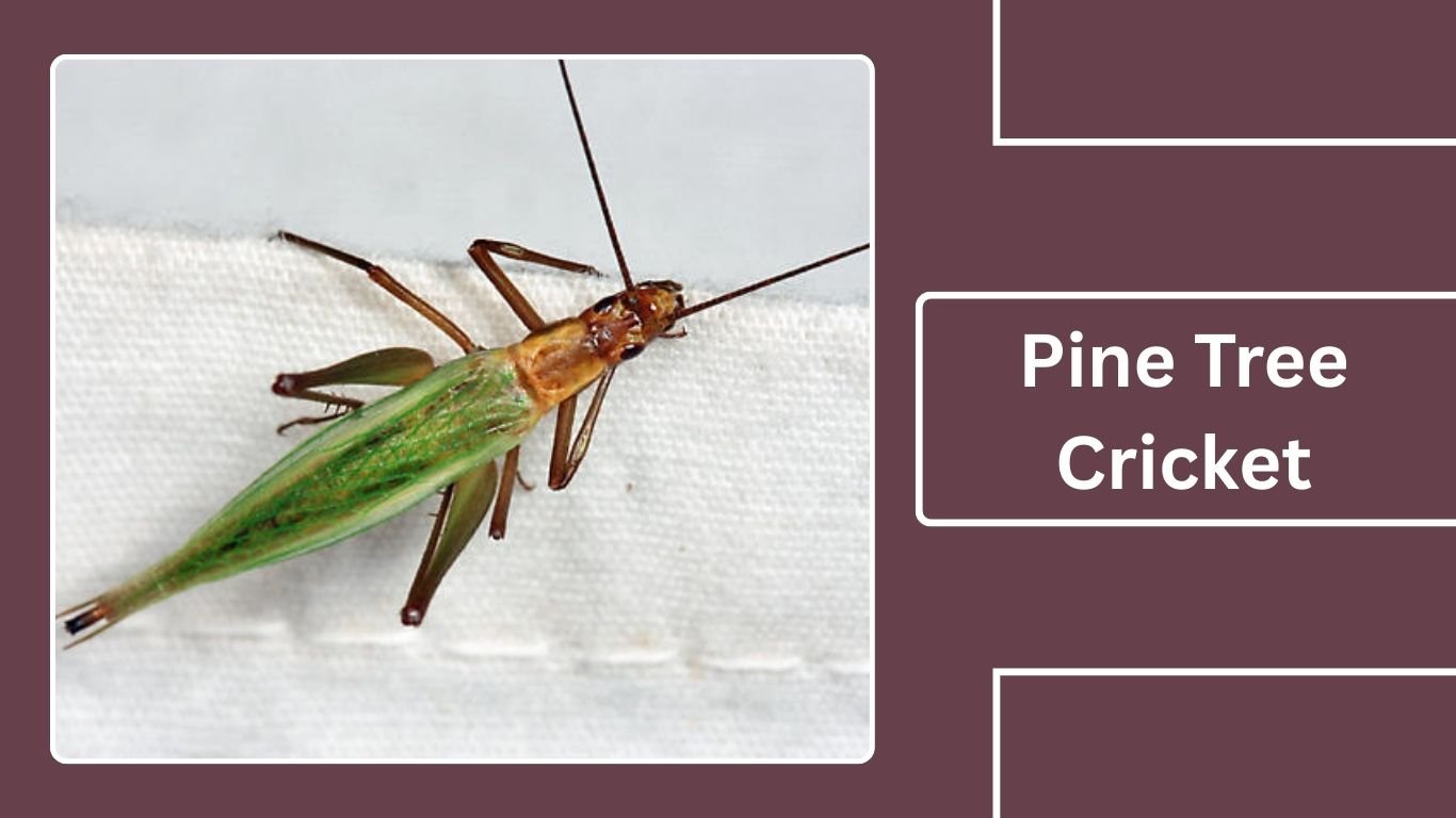 10 Types of Tree Cricket: Identification With Picture