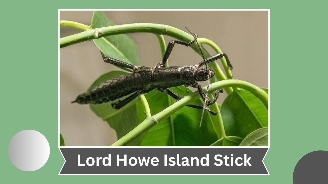 10 Types of Stick Insect: Identification With Picture