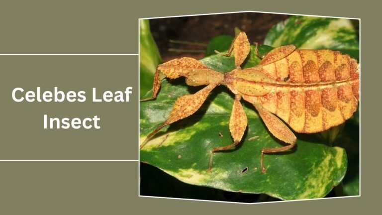 15 Types of Leaf Insect: Identification With Picture