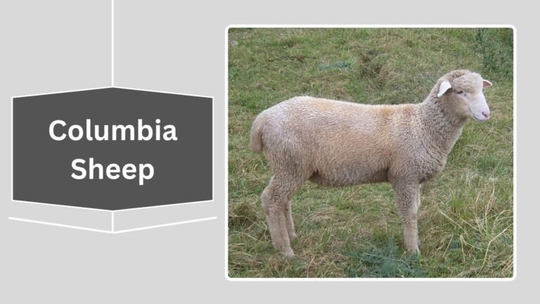27 Common Types of Sheep Breeds: Identification with Pictures