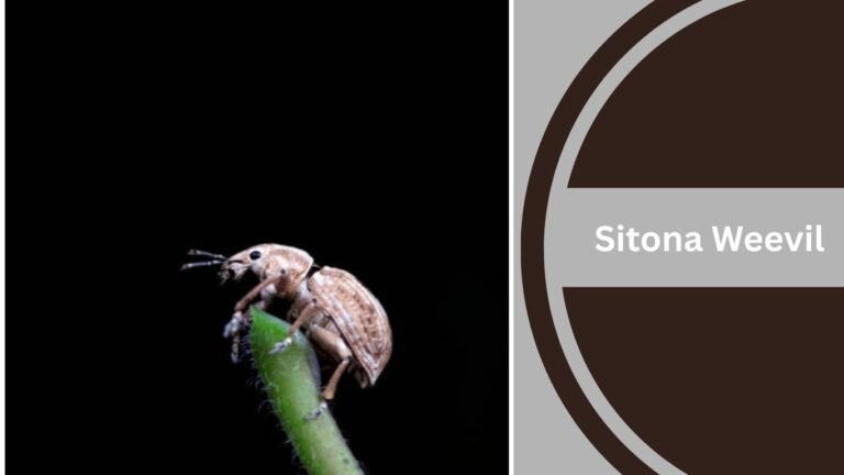 25 Types of Weevil: Identification, Habitat, Behaviour and Lifecycle