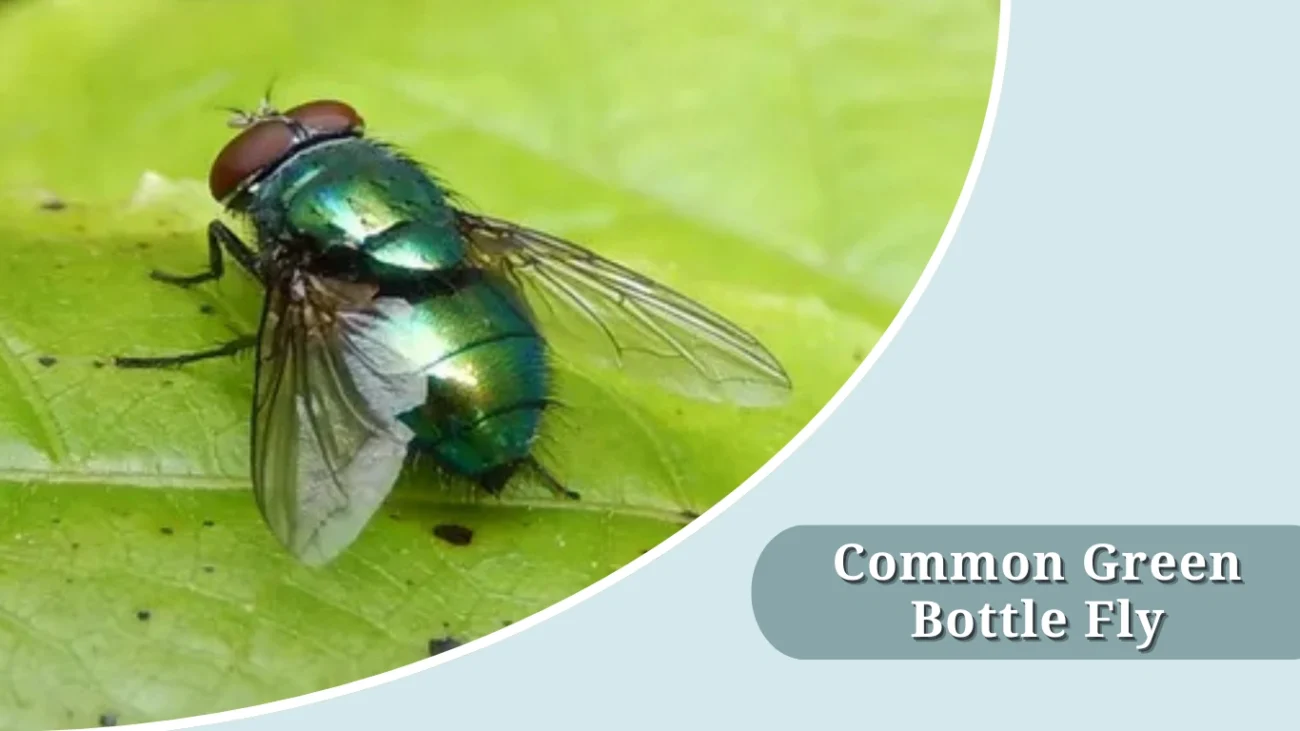 15 Types of Blowfly: Identification With Picture