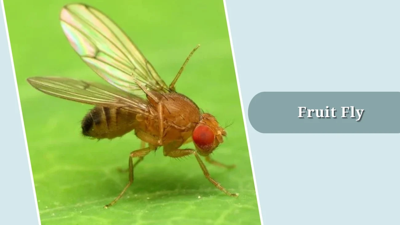 15 Types of Housefly: Identification With Picture