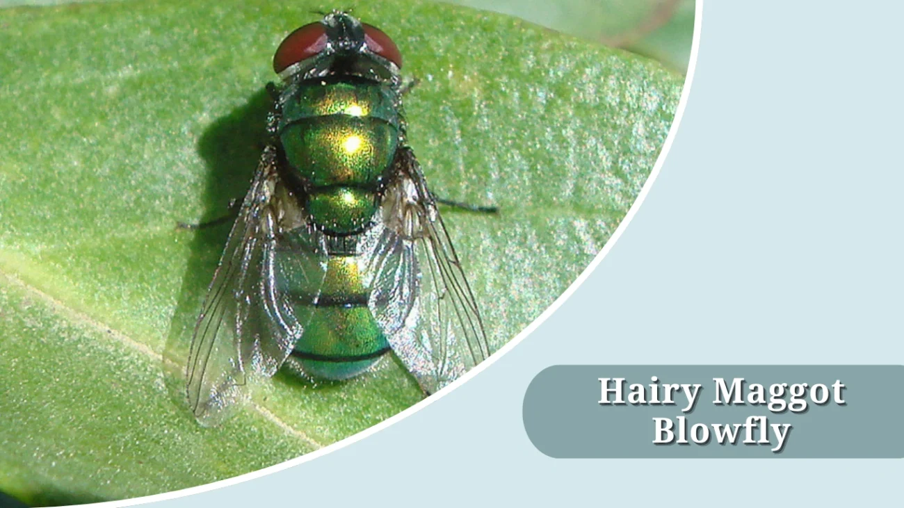 15 Types of Blowfly: Identification With Picture