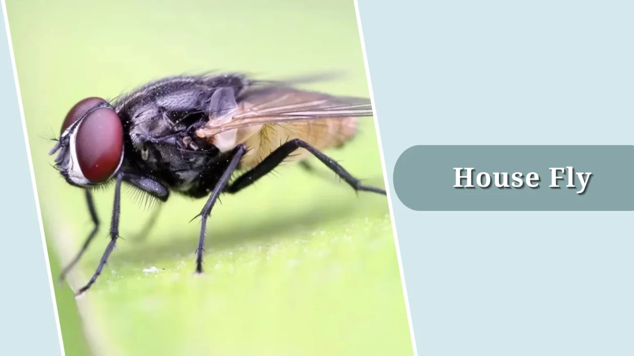 15 Types of Housefly: Identification With Picture
